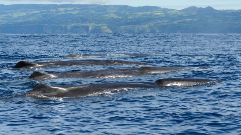 Rabo de Peixe: Sperm Whale Sanctuary Expedition - Reviews from Past Travelers
