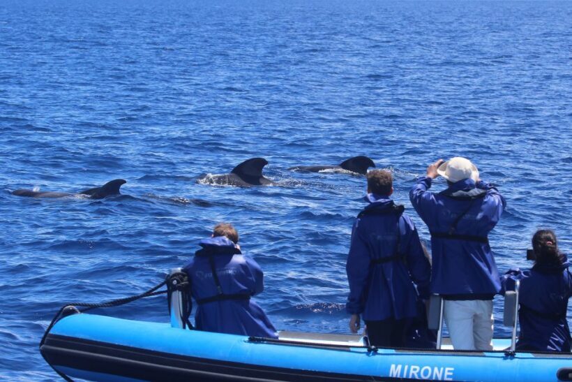 Rabo de Peixe: Sperm Whale Sanctuary Expedition - The Sum Up