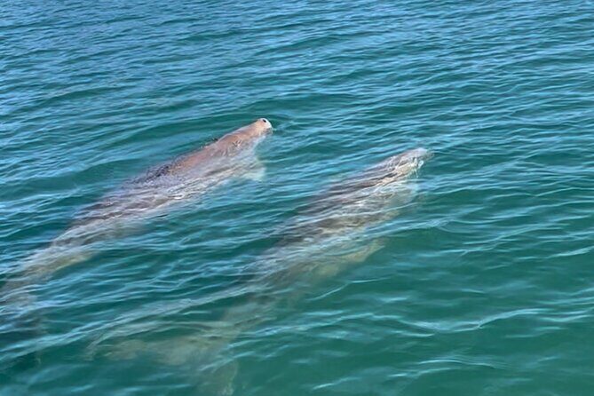 Raby Bay Wildlife Kayak Tour - Practical Details for Visitors