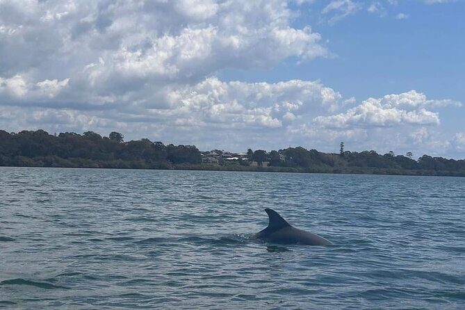 Raby Bay Wildlife Kayak Tour - Authentic Feedback from Travelers