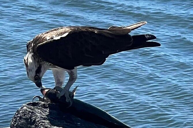 Raby Bay Wildlife Kayak Tour - FAQ
