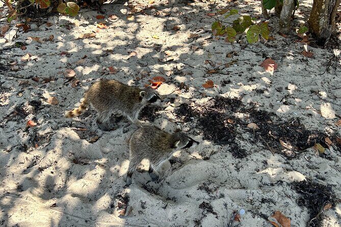 Raccoon Island Boat Tour - Indian Creek, Sanbar and Raccoons - Raccoon Island: Wildlife and Natural Beauty