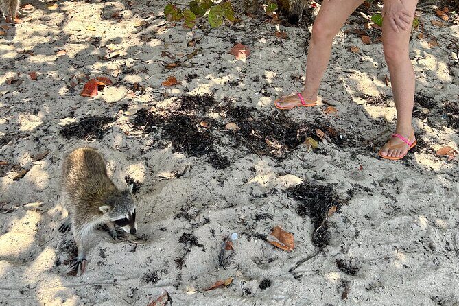 Raccoon Island Boat Tour - Indian Creek, Sanbar and Raccoons - What’s Included and What to Bring
