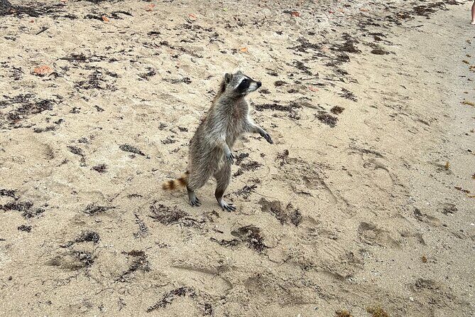Raccoon Island Boat Tour - Indian Creek, Sanbar and Raccoons - The Experience from Travelers’ Perspectives