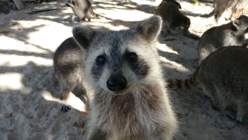 Raccoon Island: Exploration on SUP/Kayak - Exploring the Ecosystems