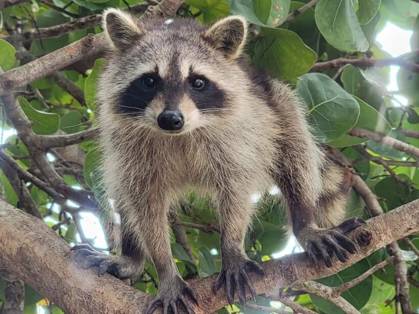 Raccoon Island: Exploration on SUP/Kayak - Key Points