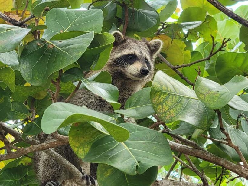 Raccoon Island: Exploration on SUP/Kayak - A Close-Up with Nature in North Miami Beach