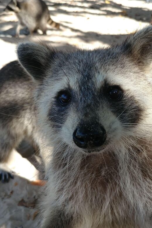 Raccoon Island: Exploration on SUP/Kayak - The Sum Up
