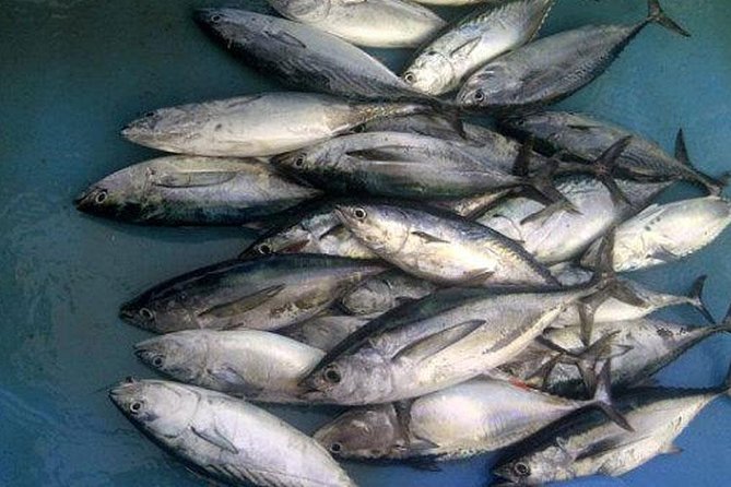 Racha Island Game Fishing & Trolling From Phuket - Who Is This Tour Best For?