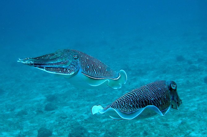 Racha Noi and Racha Yai Dive Trip from Phuket - What the Tour Includes and Excludes