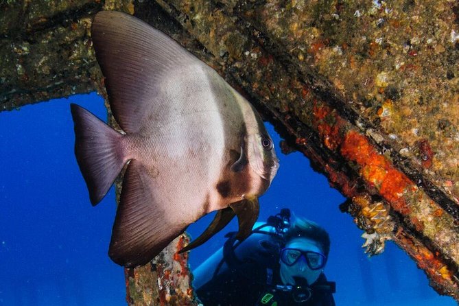 Racha Noi and Racha Yai Dive Trip from Phuket - What We Learned from Reviews and Feedback