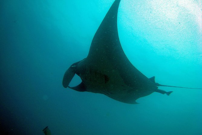 Racha Noi and Racha Yai Dive Trip from Phuket - Final Thoughts: Who’s This Tour Best For?