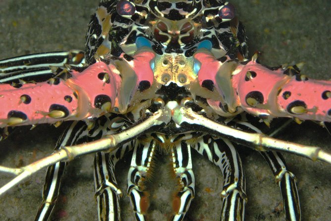 Racha Noi and Racha Yai Dive Trip from Phuket - Frequently Asked Questions