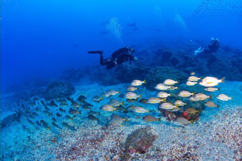 Radazul: Diving Trip in Radazul Bay with Drinks - What To Consider Before Booking