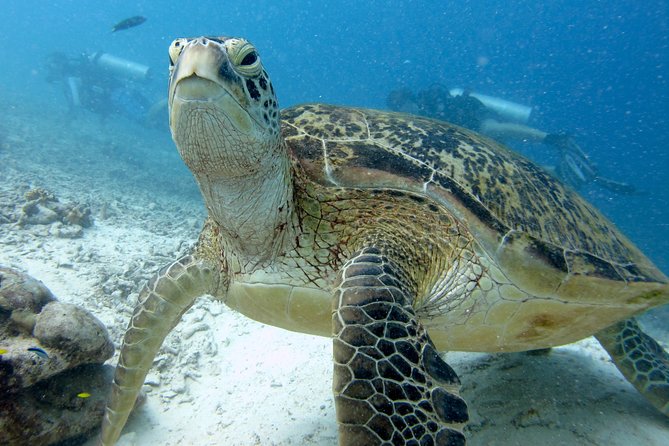 RAID Try-Dive Experience in Kota Kinabalu - What to Expect from the RAID Try-Dive Experience