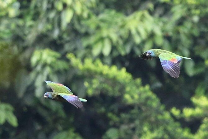 Rain forest and Bird watching - Key Points