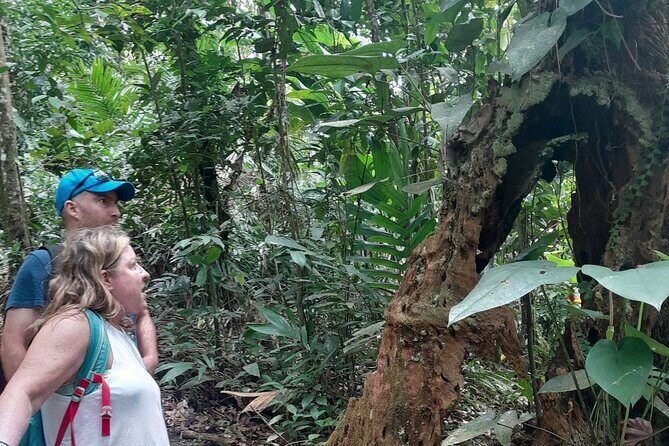 Rain forest and Bird watching - Real-Life Reviews and Their Insights