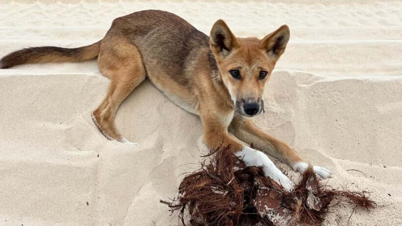 Rainbow Beach: 2-Day K'gari (Fraser Island) Small-Group Tour - Authentic Experiences and Highlights