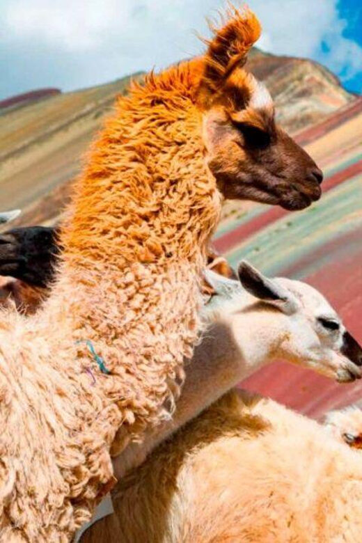 Rainbow Mountain and Red Valley Day Trip - A Closer Look at the Rainbow Mountain and Red Valley Tour