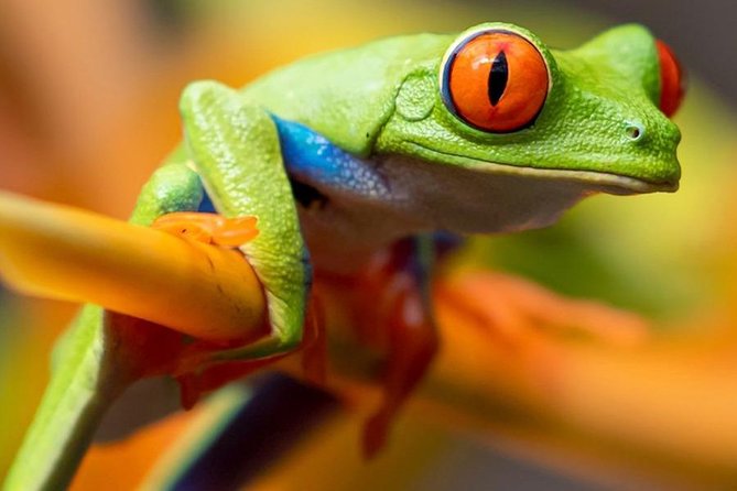 Rainforest Bijagua Ranas Costa Rica Excursions Travels - Exploring the Rainforest Bijagua Ranas