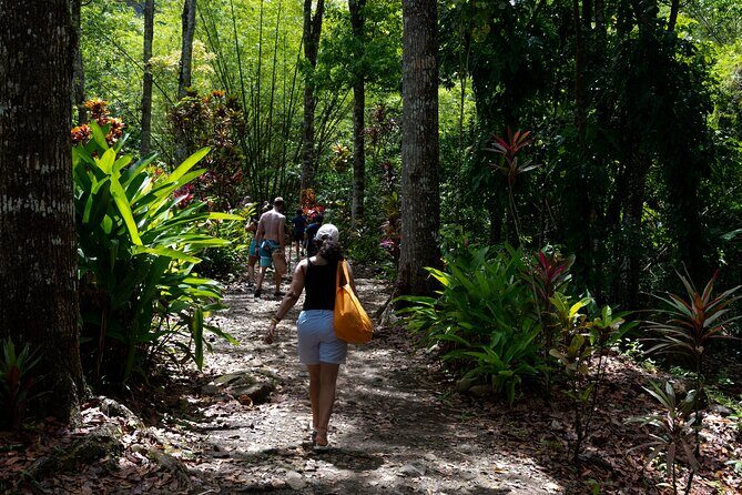 Rainforest Hike and Waterfall Safari - Pros and Cons: A Balanced View