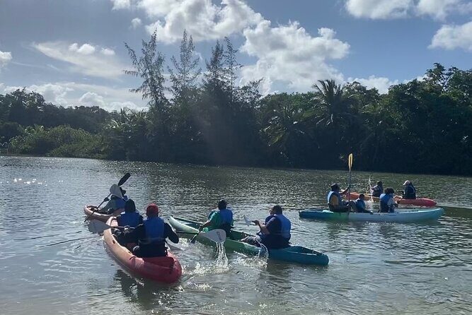 Rainforest Kayak Tour - A Final Word on Value and Suitability