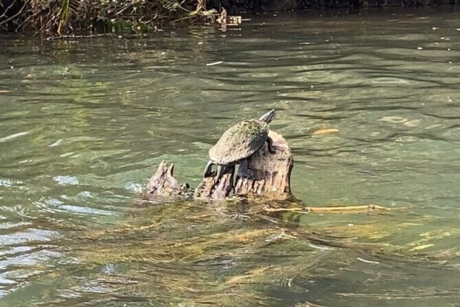 Rainforest Kayak Tour - FAQ