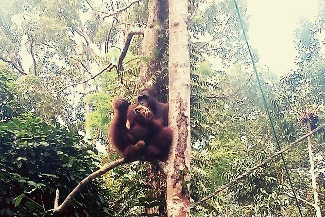 Rainforest Kayaking with Semenggoh Orangutan Center from Kuching - The Itinerary: What to Expect During Your Day