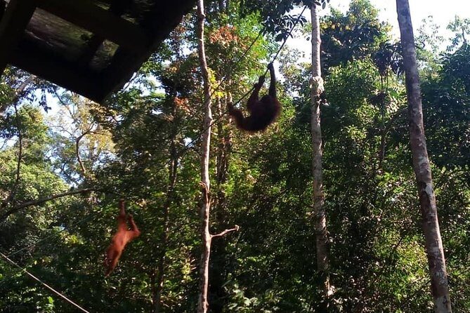 Rainforest Kayaking with Semenggoh Orangutan Center from Kuching - Who Will Love This Tour?