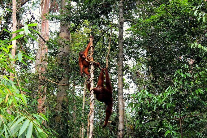 Rainforest Kayaking with Semenggoh Orangutan Center from Kuching - Final Thoughts: A Well-Balanced Wildlife Adventure