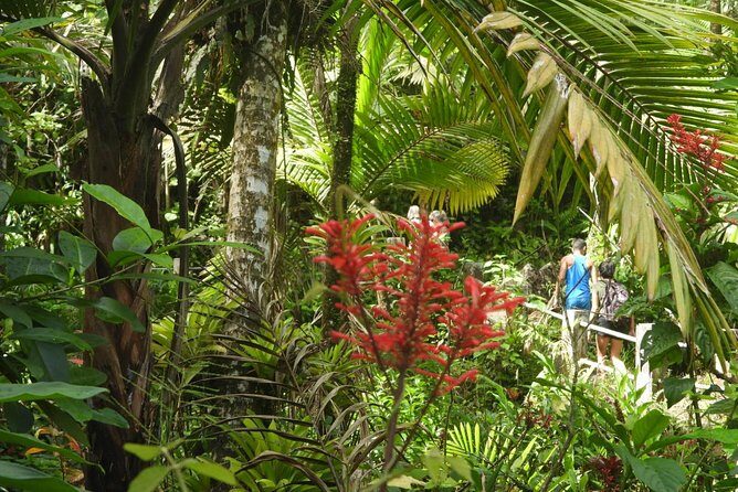 Rainforest Nature Walk & Luquillo Beach Combo - What You Need to Know: Practical Tips