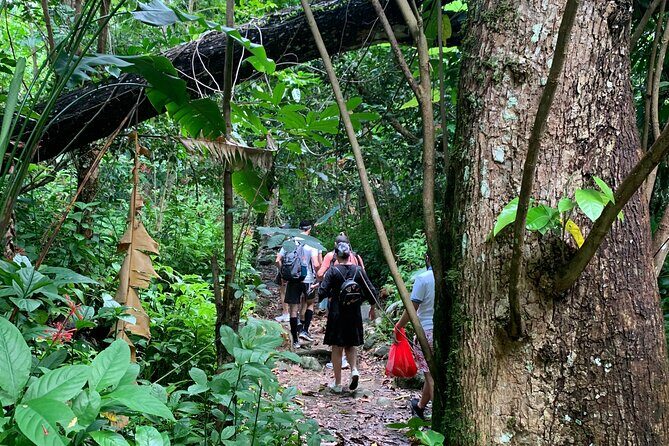 Rainforest River Nature Walk Adventure and Luquillo Beach - A Deep Dive into the Experience