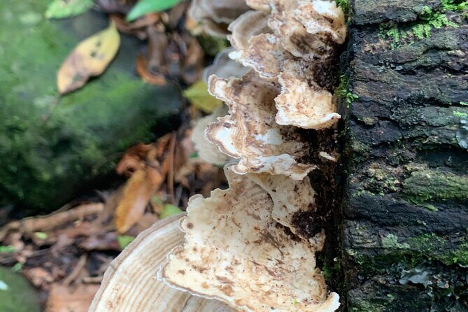 Rainforest River Nature Walk Adventure and Luquillo Beach - Practical Tips for Travelers