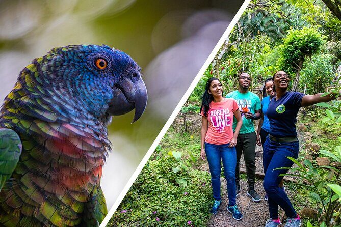 Rainforest Rush: St. Lucia Zip Line Adventure - Detailed Breakdown of the Experience