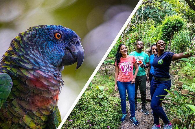 Rainforest Rush: St. Lucia Zip Line Adventure - Final Thoughts—Who Is This Tour For?