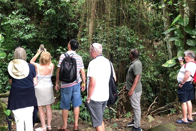Rainforest Tours in St. Kitts - Exploring Rainforest Tours in St. Kitts: A Practical Guide