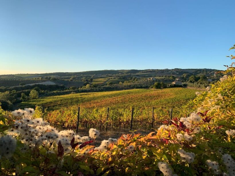 Raise a Glass: Exclusive Wine Experiences Near Orvieto - Raise a Glass: Exclusive Wine Experiences Near Orvieto
