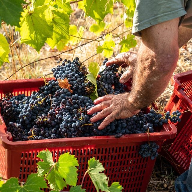 Raise a Glass: Exclusive Wine Experiences Near Orvieto - Who Should Consider This Tour?