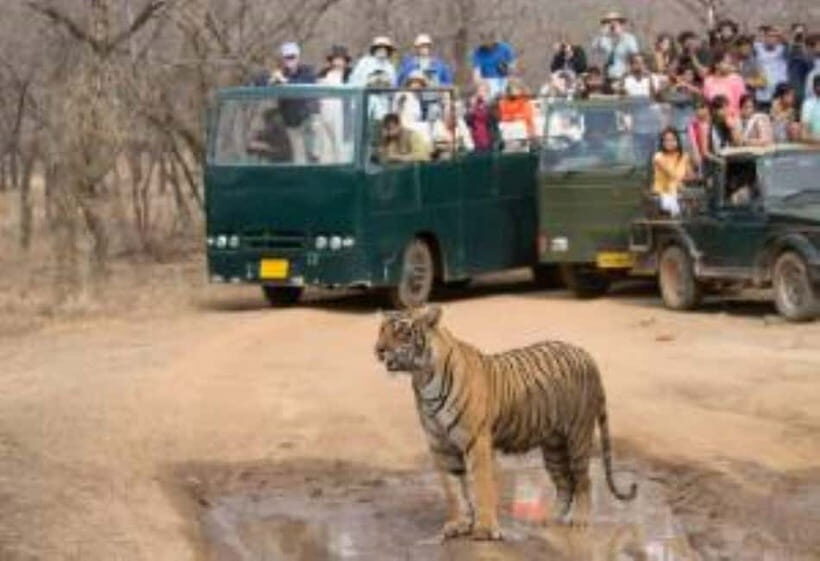 Rajasthan: Ranthambore National Park Safari - A Closer Look at the Tour Experience