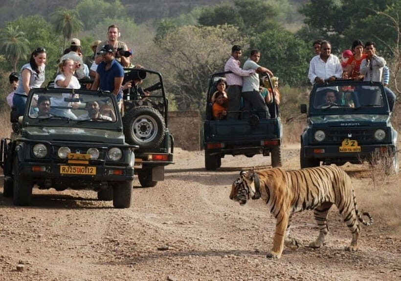 Rajasthan: Ranthambore National Park Safari - The Sum Up