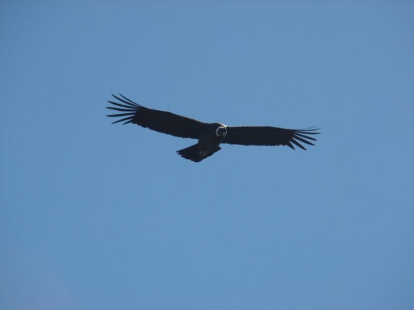 Rancho Gaucho Estate 3 Days in The Andes - Who Is This Tour Best For?