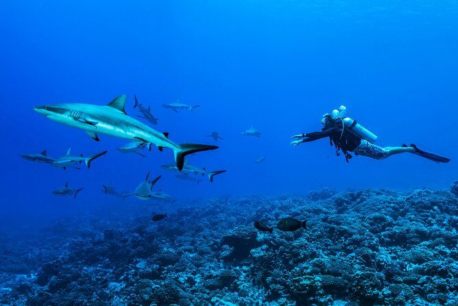 Rangiroa 2-tank Certified Scuba Dive - Key Points