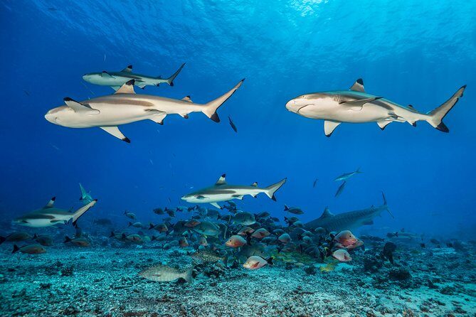 Rangiroa 2-tank Certified Scuba Dive - The Sum Up
