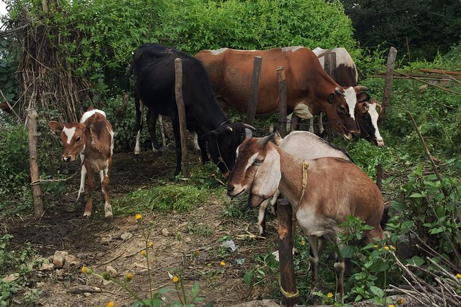 Ranikot Village Hiking in Kathmandu - Authentic Experiences and Reviews