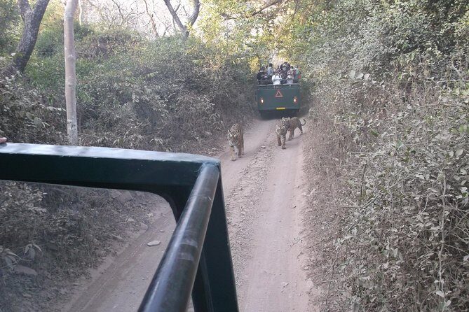 Ranthambhore National Park - Who Should Consider This Tour?