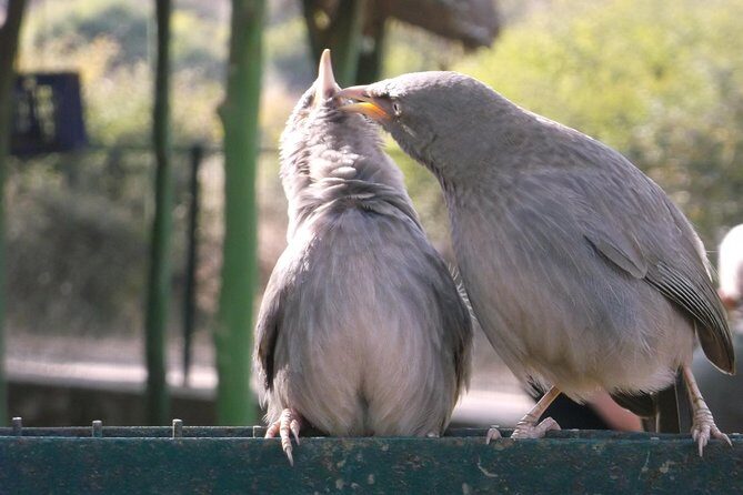 Ranthambhore National Park - FAQ