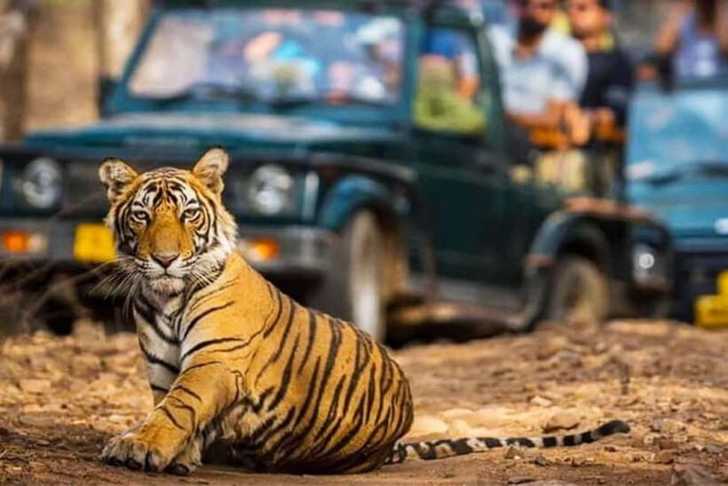 Ranthambhore: Ranthambhore Tiger Reserve Booking - Final Thoughts: Who This Tour Is Best For