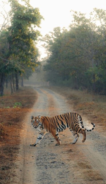 Ranthambhore: Ranthambhore Tiger Reserve Booking - Introduction