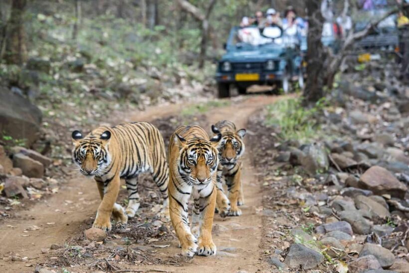 Ranthambhore: Ranthambhore Tiger Reserve Booking - The Itinerary Breakdown
