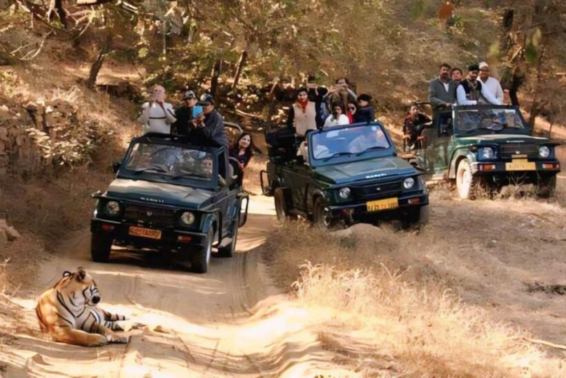 Ranthambhore: Ranthambhore Tiger Reserve Booking - Authentic Perspectives: The Ups and Downs